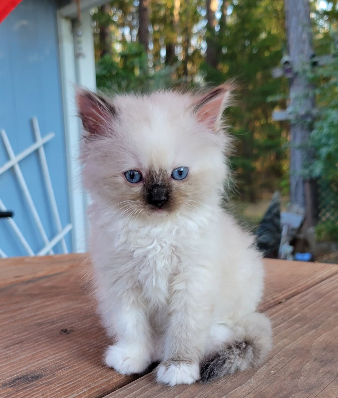 Ragdoll Kittens for Sale in Oregon | Dragonheart Cattery