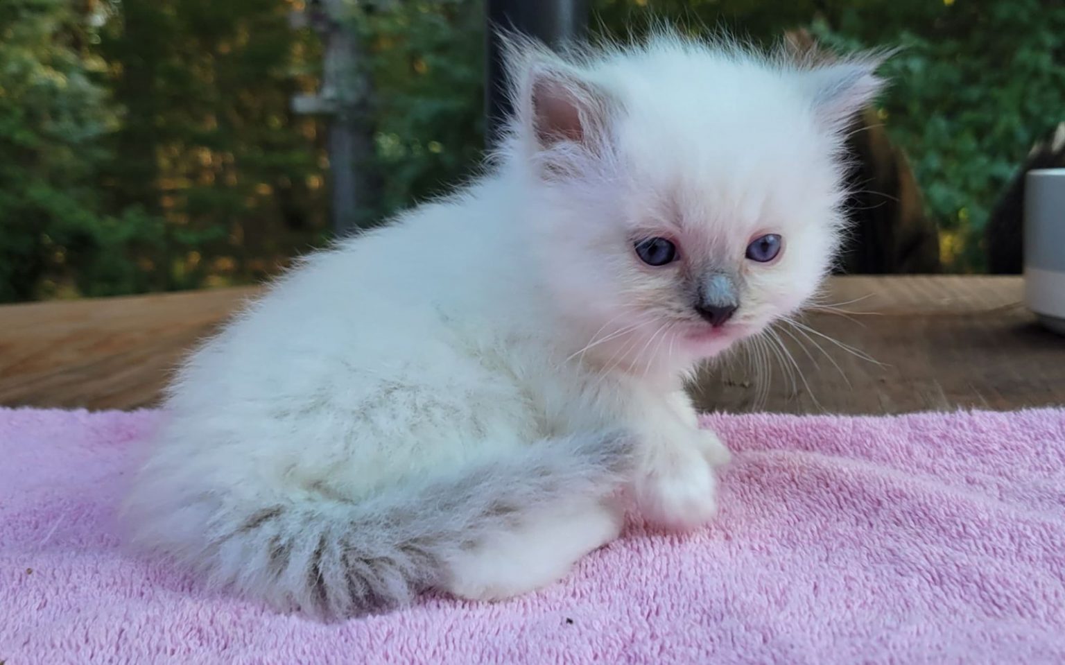 Ragdoll Kittens for Sale in Oregon | Dragonheart Cattery