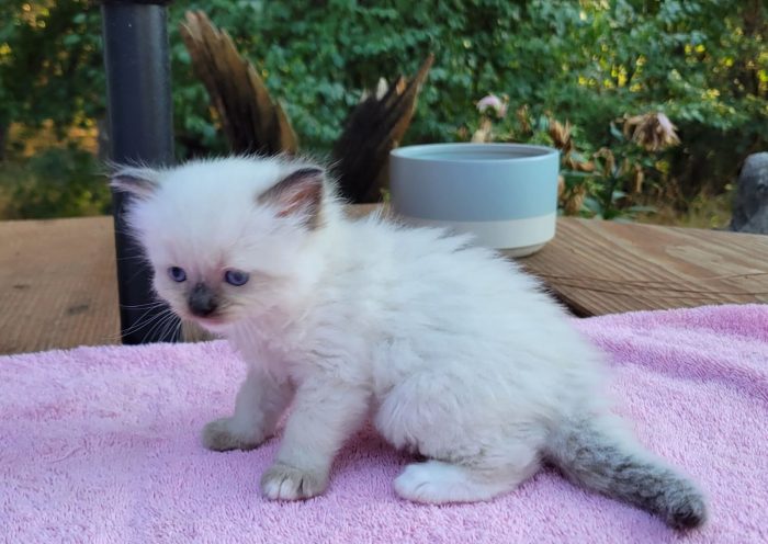 Ragdoll Kittens for Sale in Oregon | Dragonheart Cattery