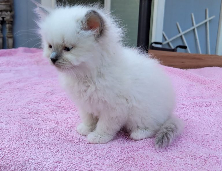 Ragdoll Kittens for Sale in Oregon | Dragonheart Cattery