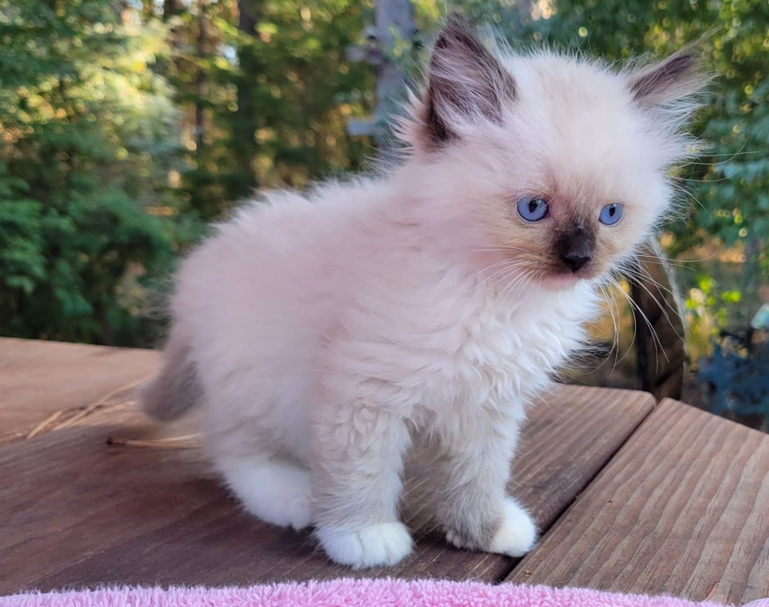 Ragdoll Kittens for Sale in Oregon | Dragonheart Cattery