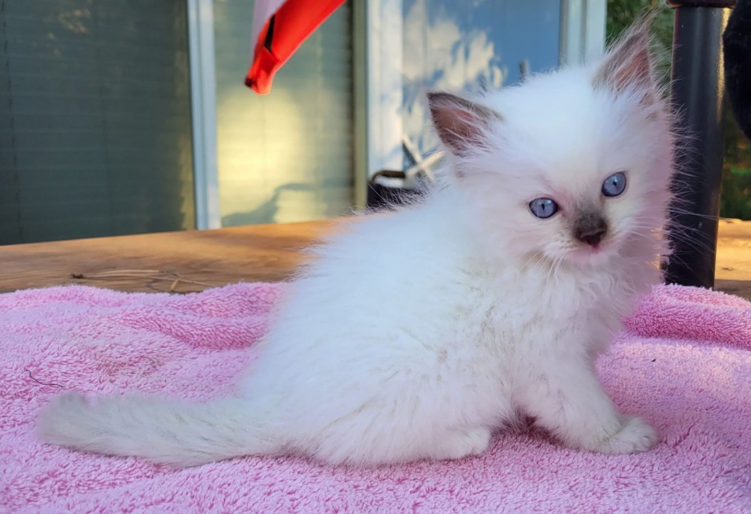 Ragdoll Kittens for Sale in Oregon | Dragonheart Cattery