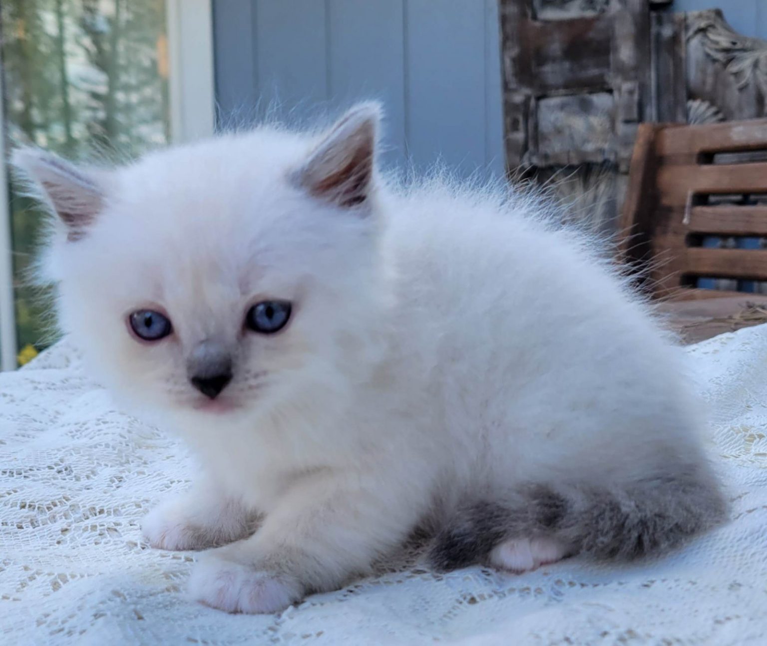 Ragdoll Kittens for Sale in Oregon | Dragonheart Cattery