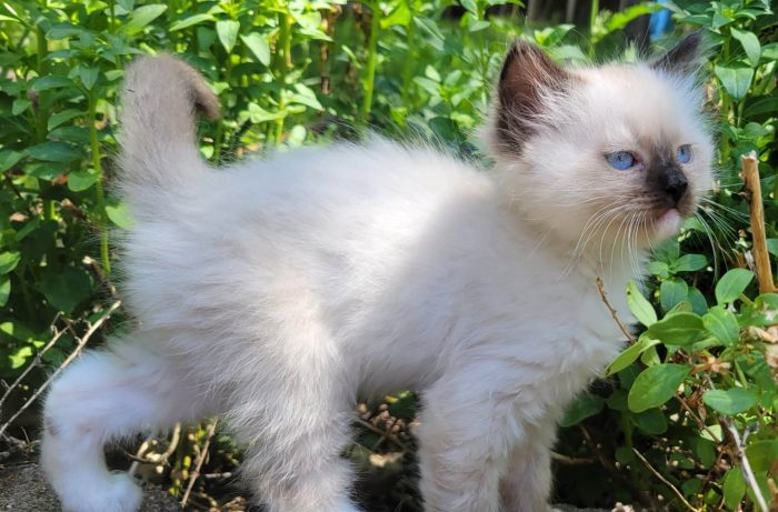 Ragdoll Kittens for Sale in Oregon | Dragonheart Cattery