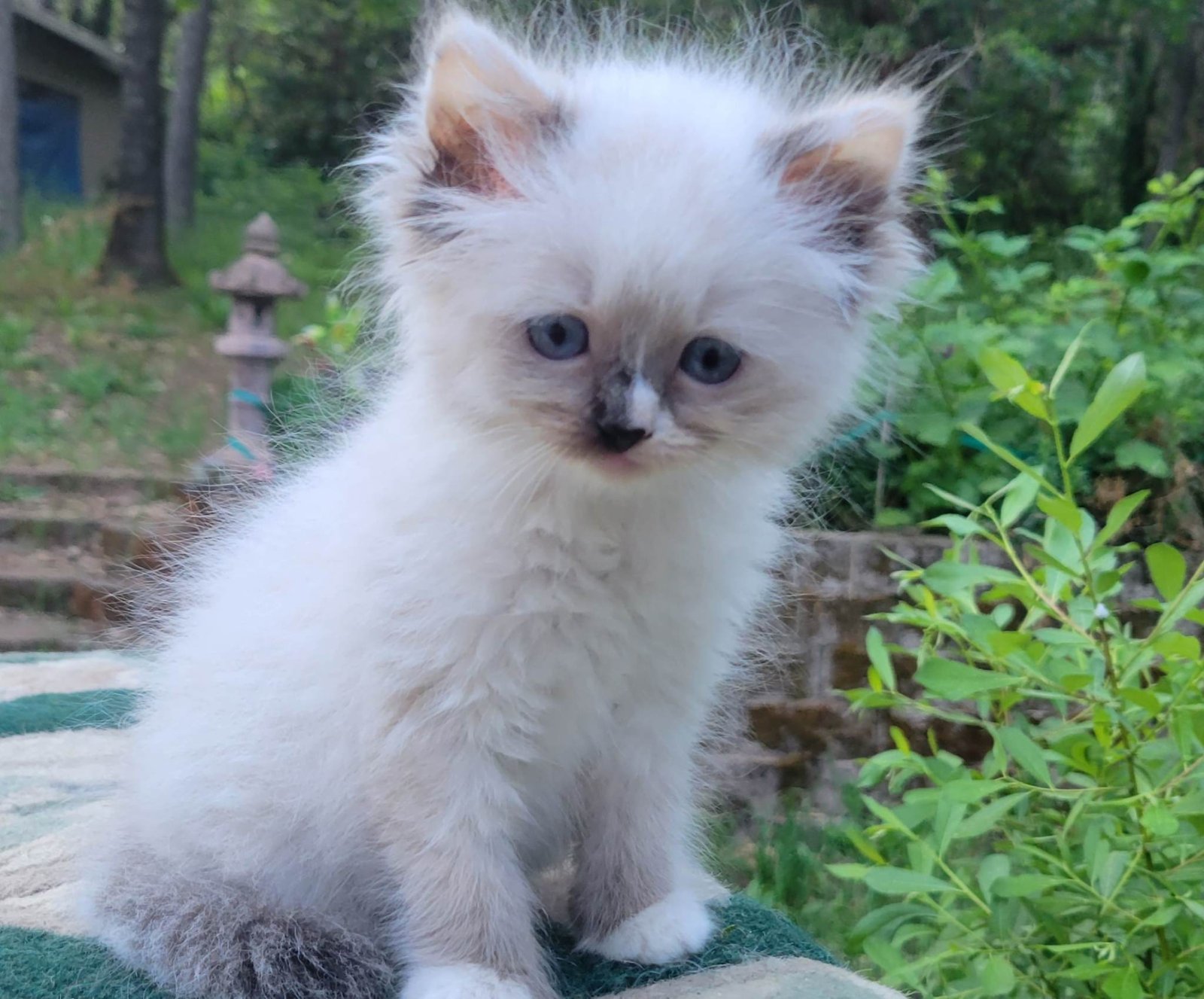 Tortie Point | Dragonheart Cattery