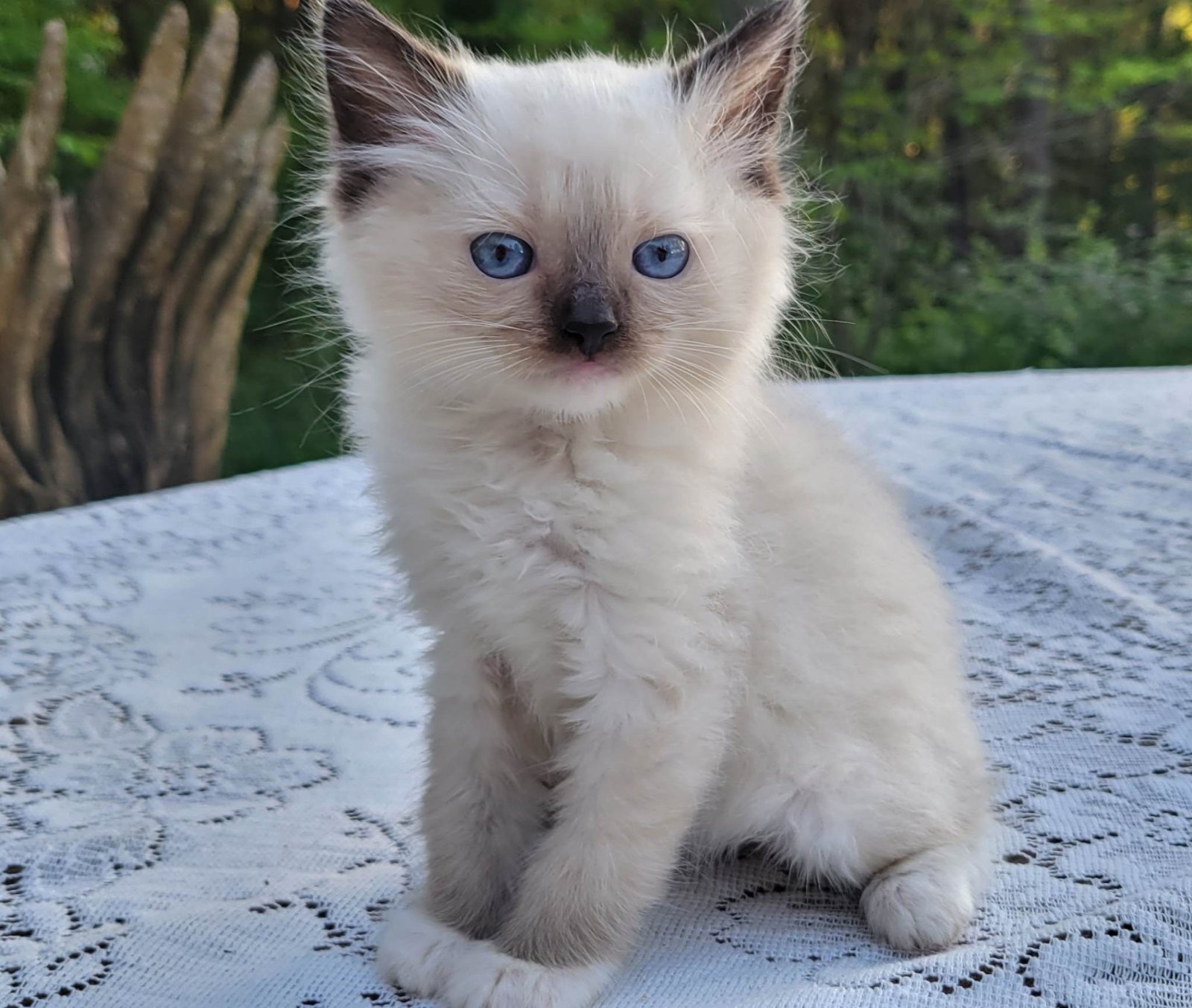 Ragdoll Kittens for Sale in Oregon | Dragonheart Cattery