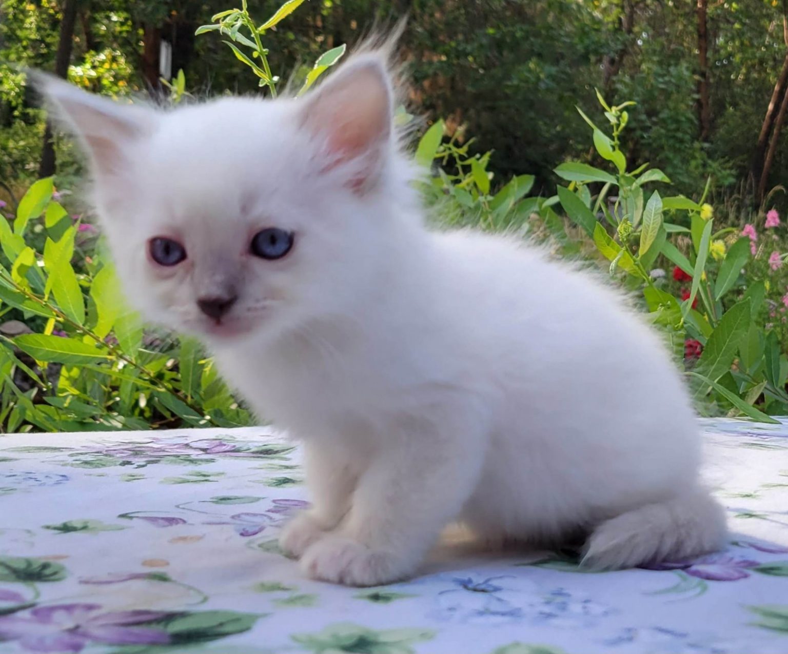 Ragdoll Kittens for Sale in Oregon | Dragonheart Cattery