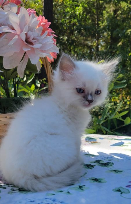Ragdoll Kittens for Sale in Oregon | Dragonheart Cattery