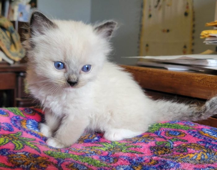 Ragdoll Kittens for Sale in Oregon | Dragonheart Cattery