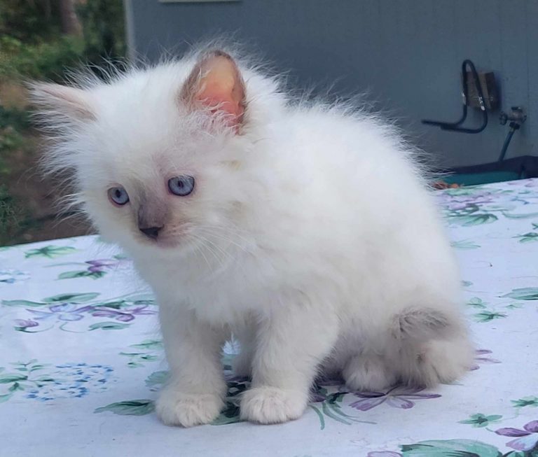 Ragdoll Kittens for Sale in Oregon | Dragonheart Cattery